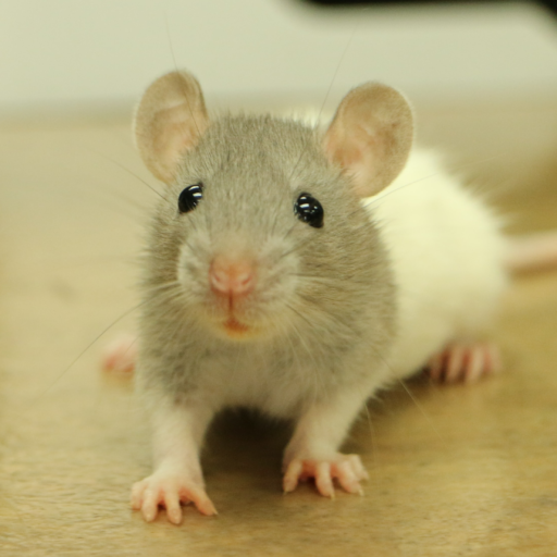 Boggleworld – The rat zone. Rats, rats with wings, and more!